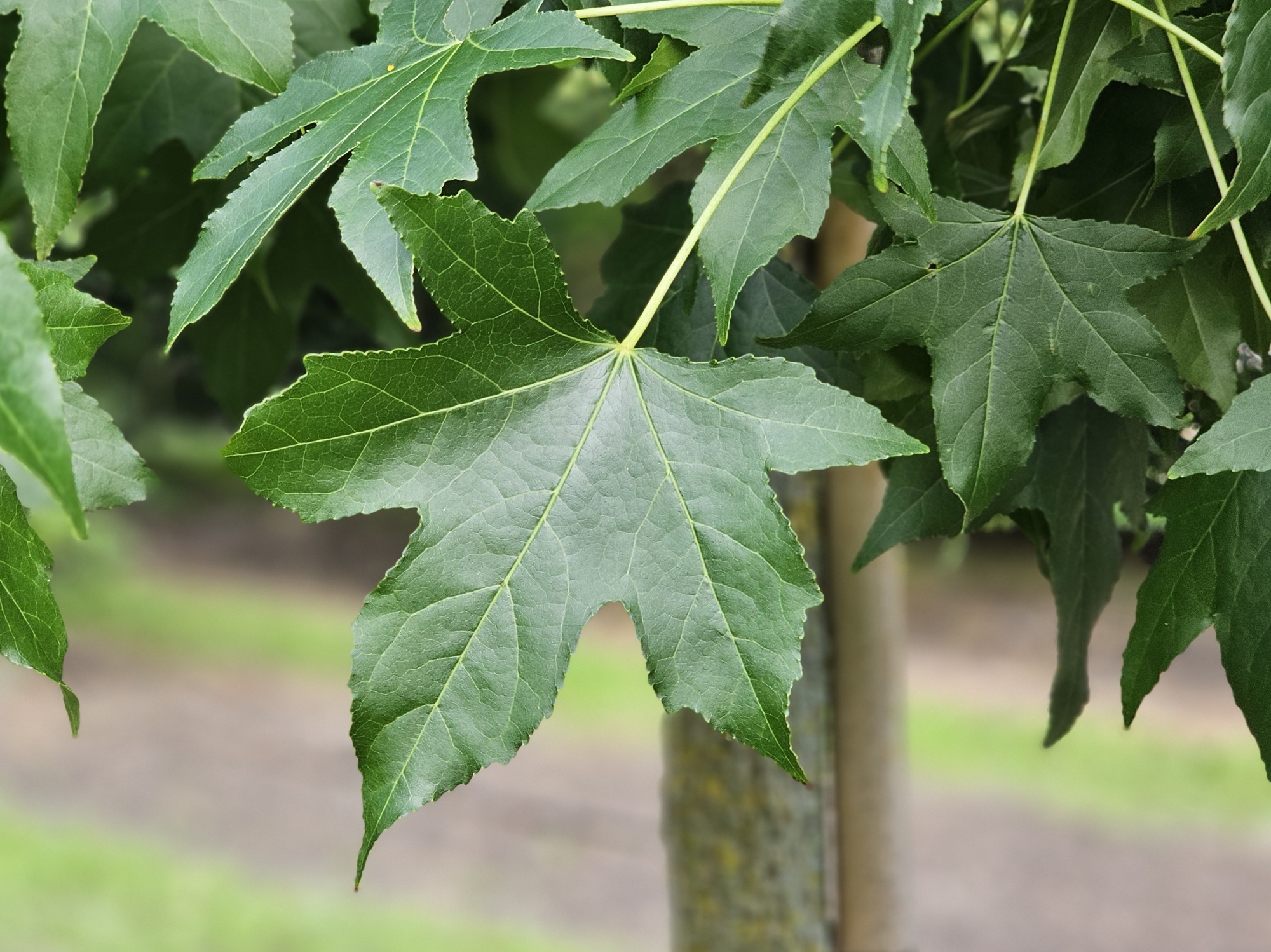 Amberboom, Liquidambar styraciflua kopen