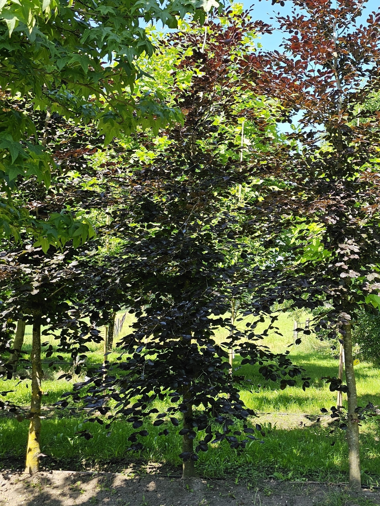 Een bijzondere veredelde rode beuk met prachtig rood blad kopen?