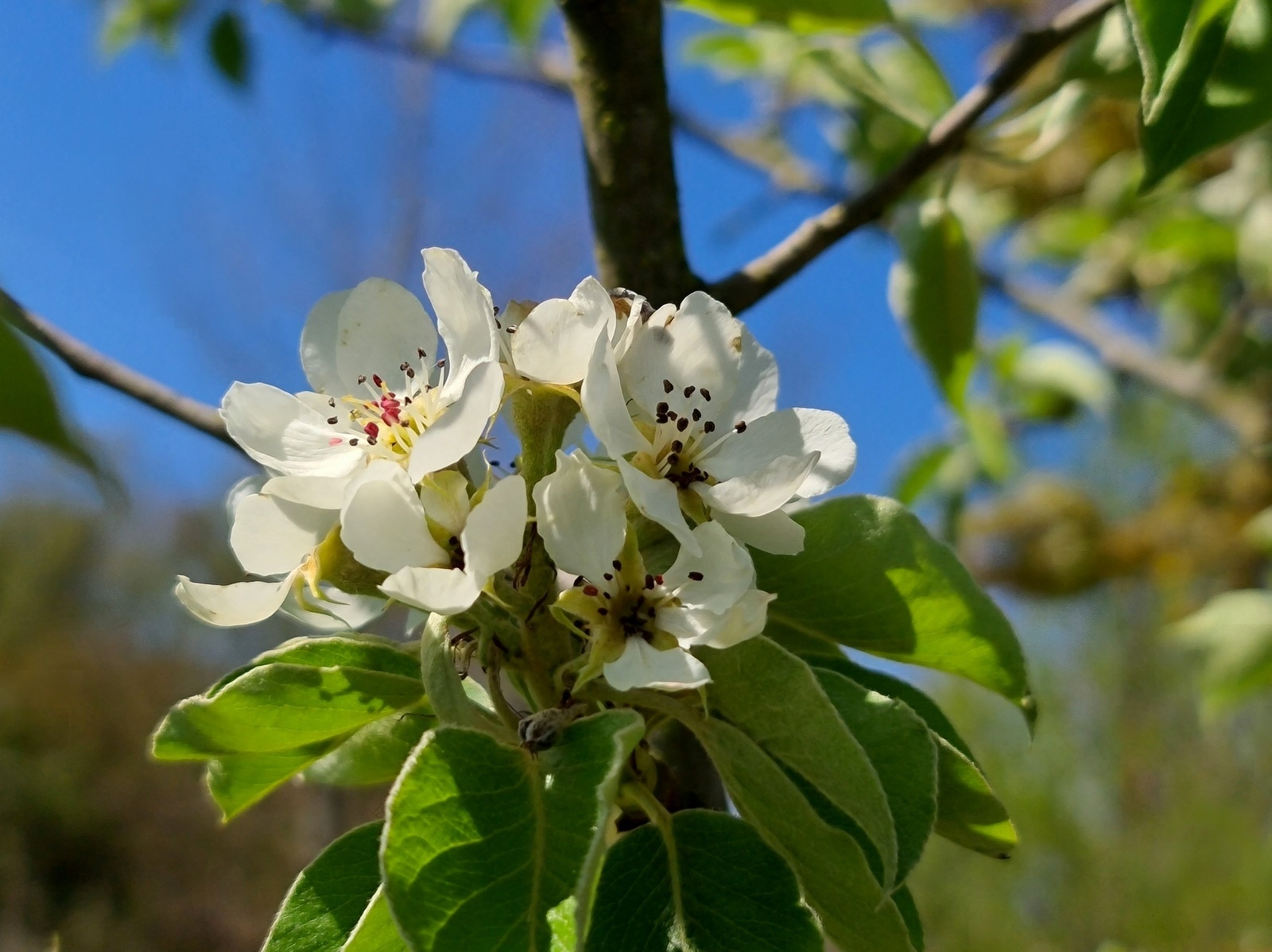 Pyrus c. 'Gieser Wildeman' is een sterk ras stoofpeer