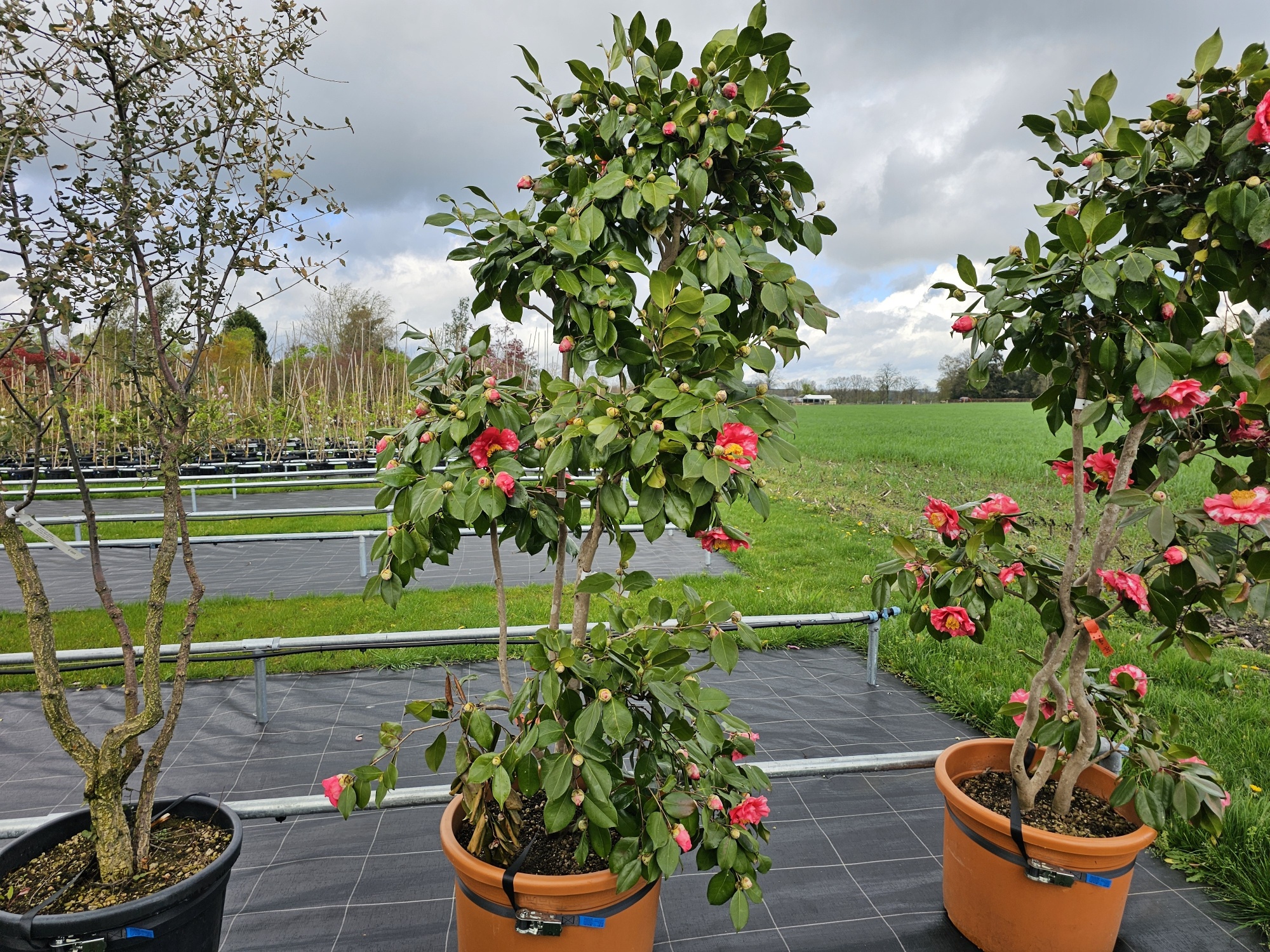 Camellia 'Tomorrow Park Hill', Camellia japonica 'Tomorrow Park Hill' kopen