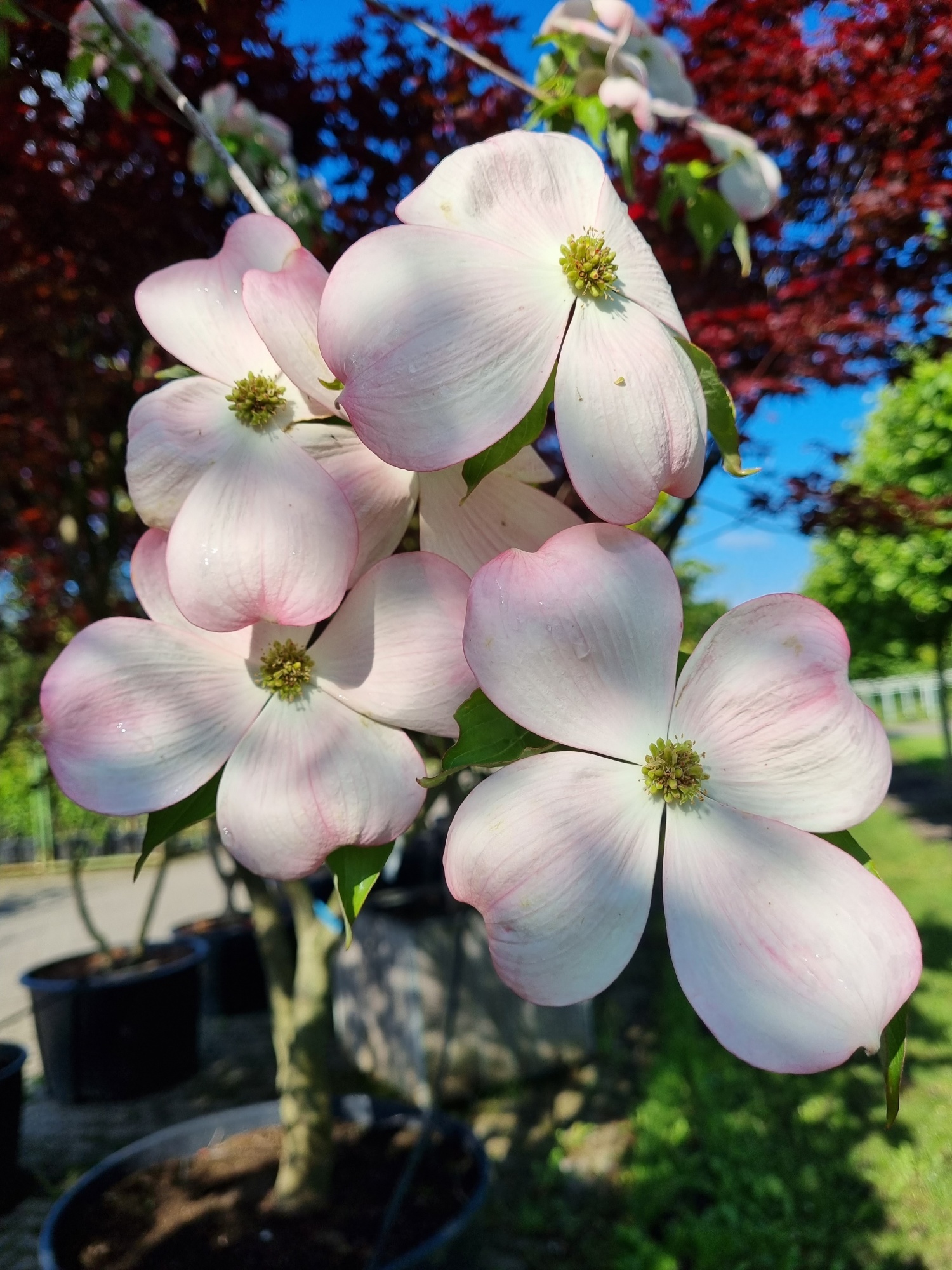 De Cornus 'Stellar Pink' 479 is een unieke verschijning in de tui