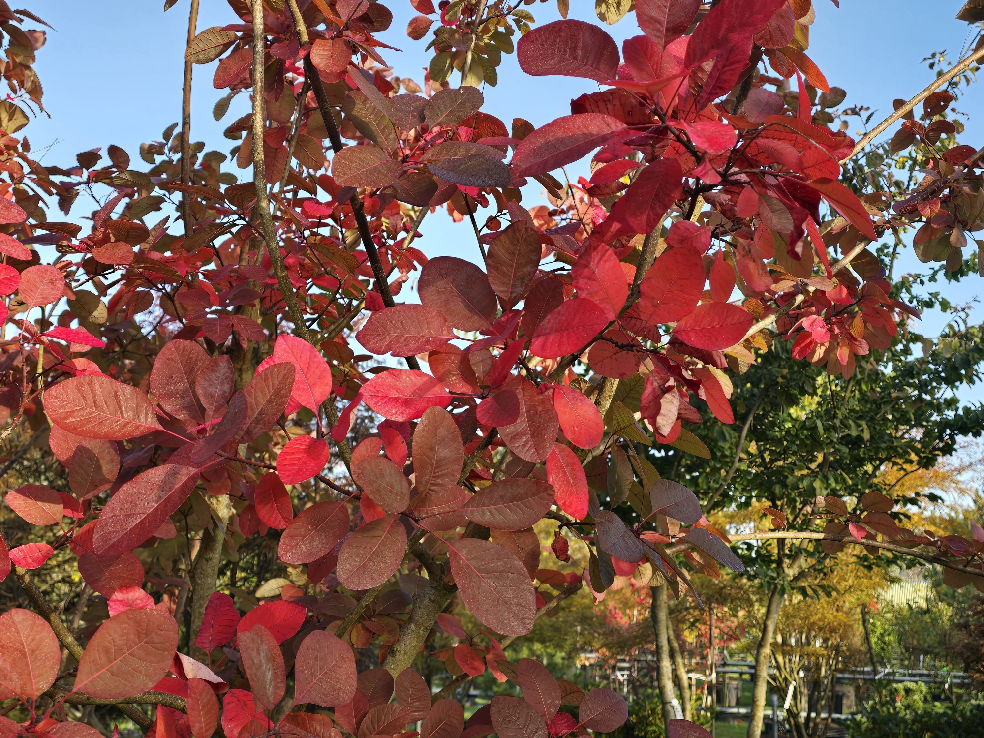 Pruikenboom 'Grace', Cotinus Grace kopen