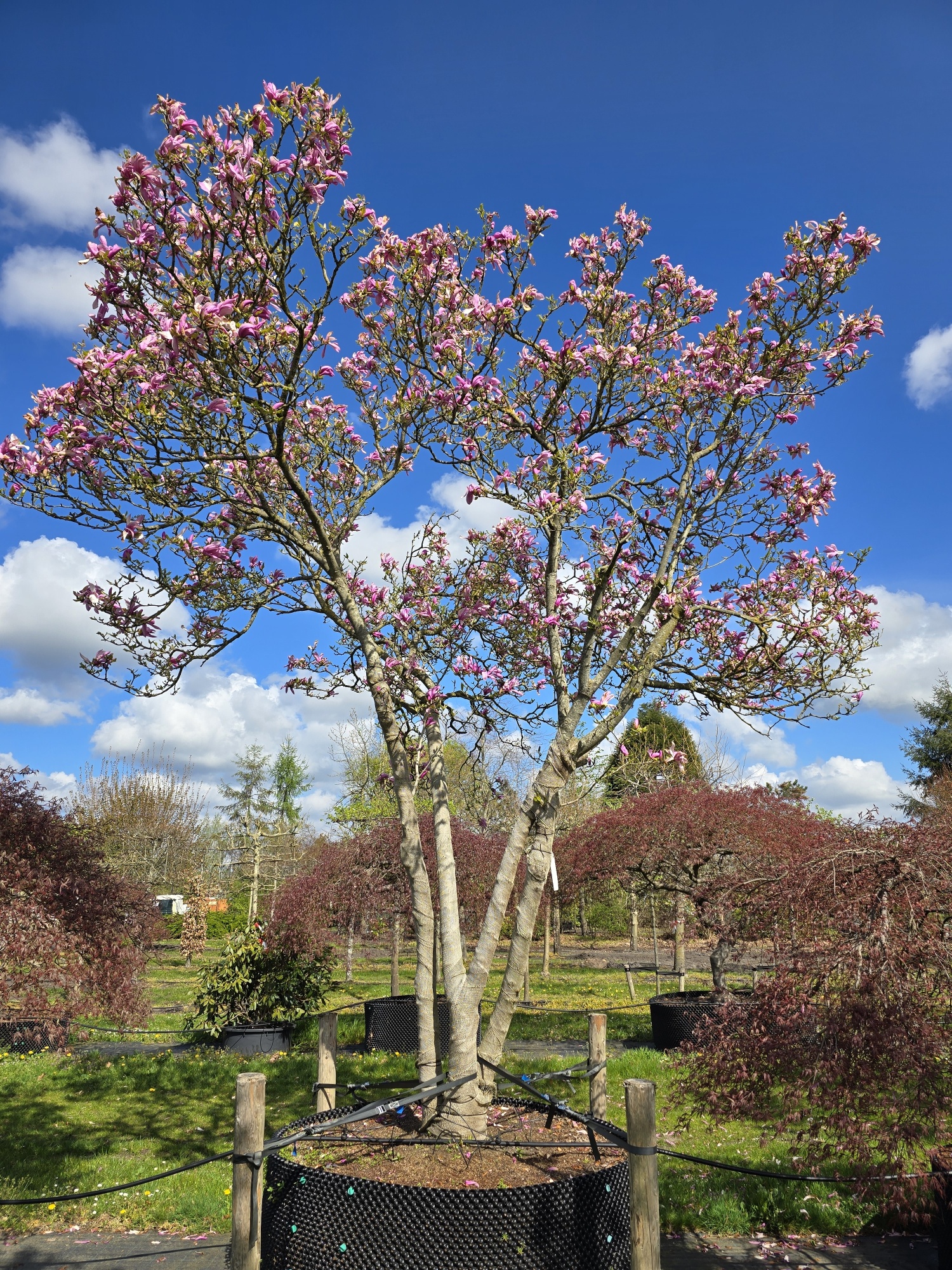 Magnolia 'Betty', Magnolia 'Betty' kopen