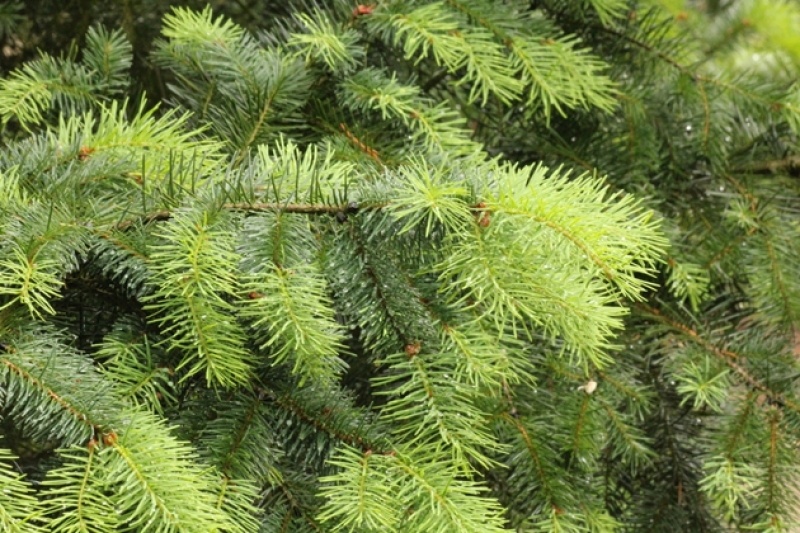 Douglasspar, Pseudotsuga menziesii kopen