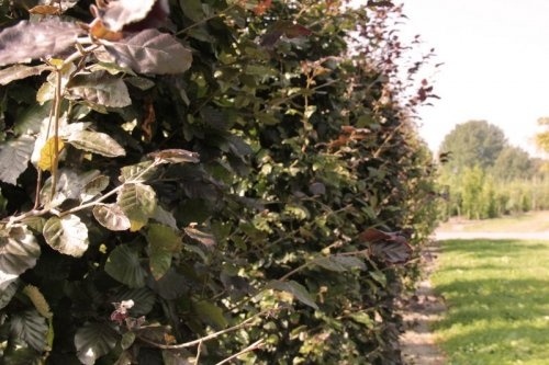 Rode beuk, Fagus sylvatica 'Atropunicea' kopen