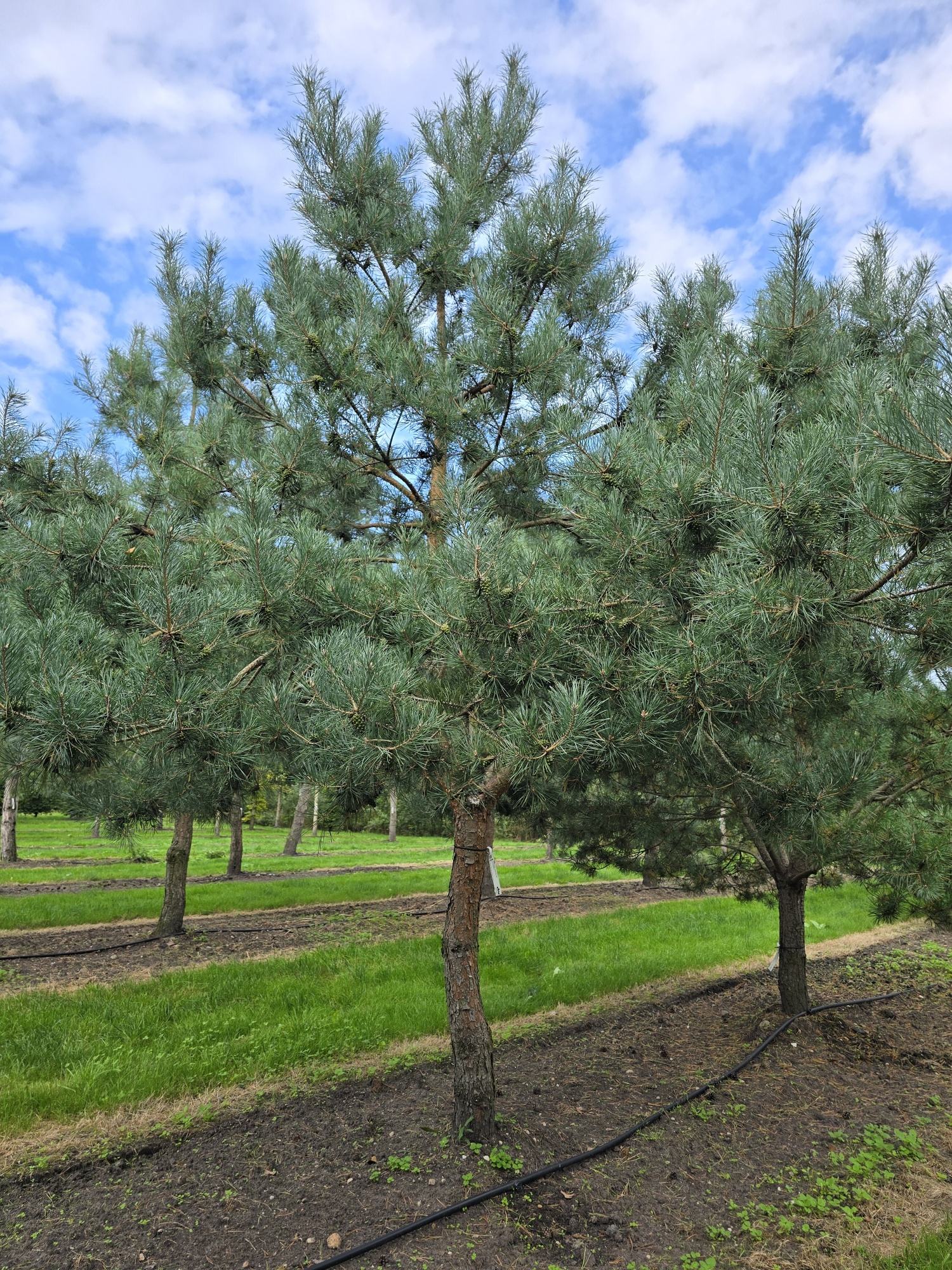Grove Den, Pinus sylvestris kopen