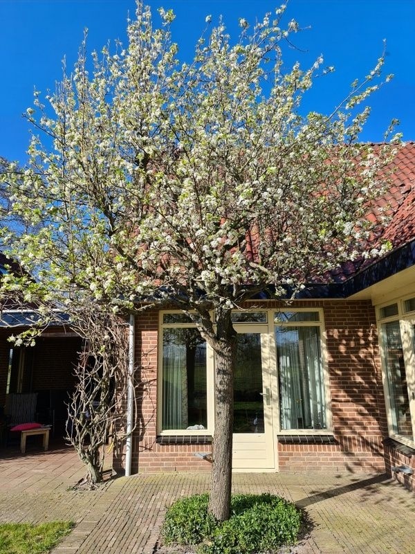 Sierpeer, Pyrus calleryana 'Chanticleer' kopen