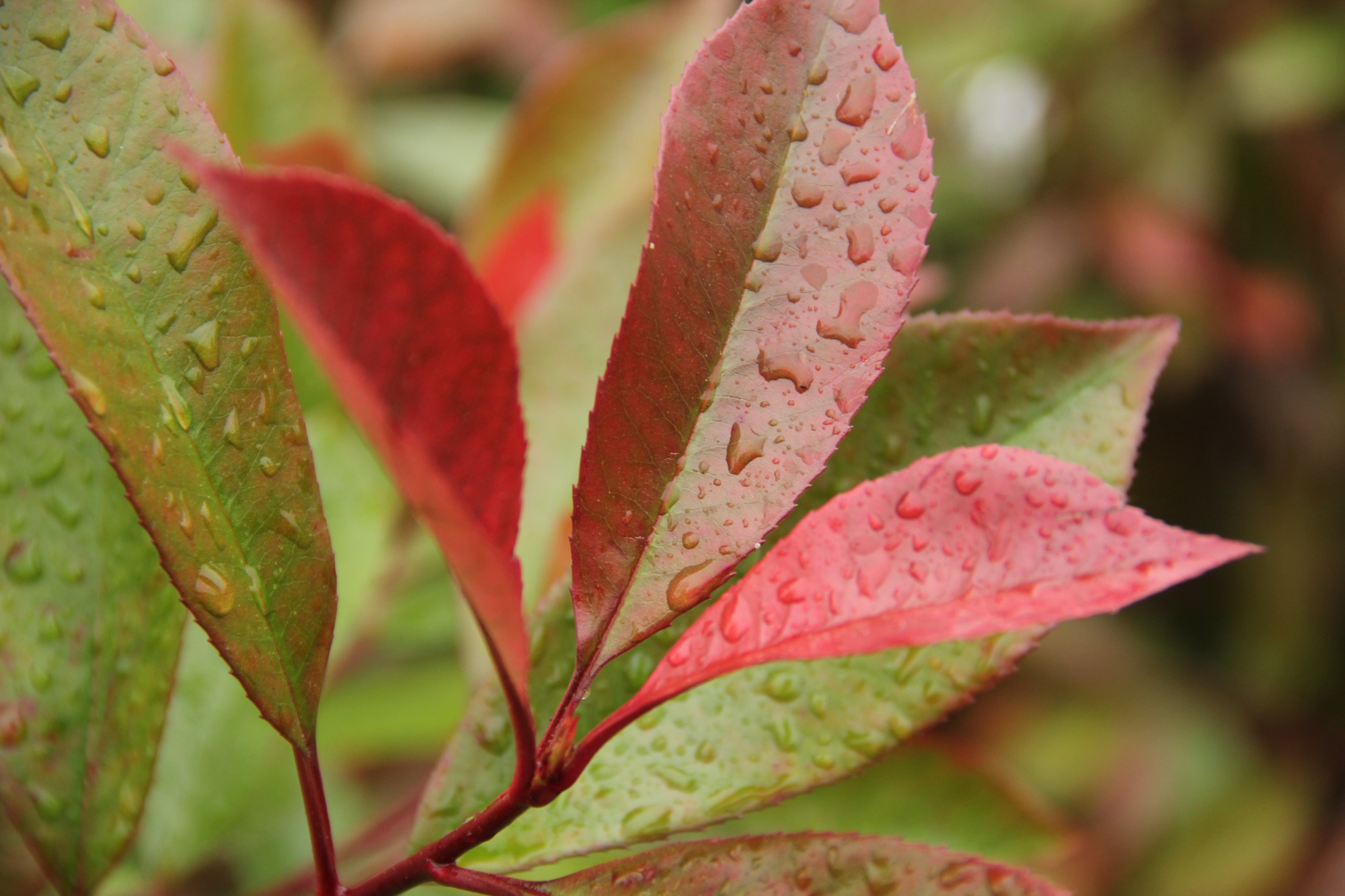 Een bijzondere groenblijvende boom kopen? Ten Hoven Bomen