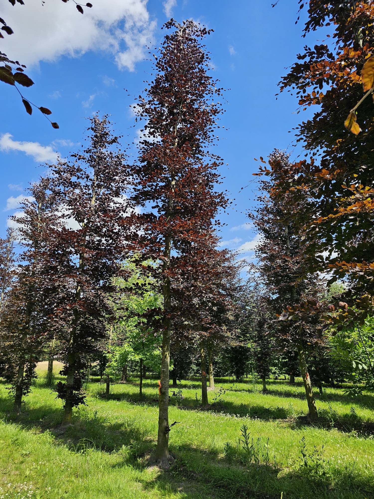 Zoekt u een grote rode beuk? Nr 1008 is gesnoeide strakke boom.
