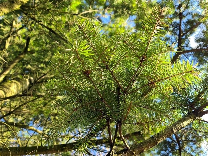 Douglasspar, Pseudotsuga menziesii kopen