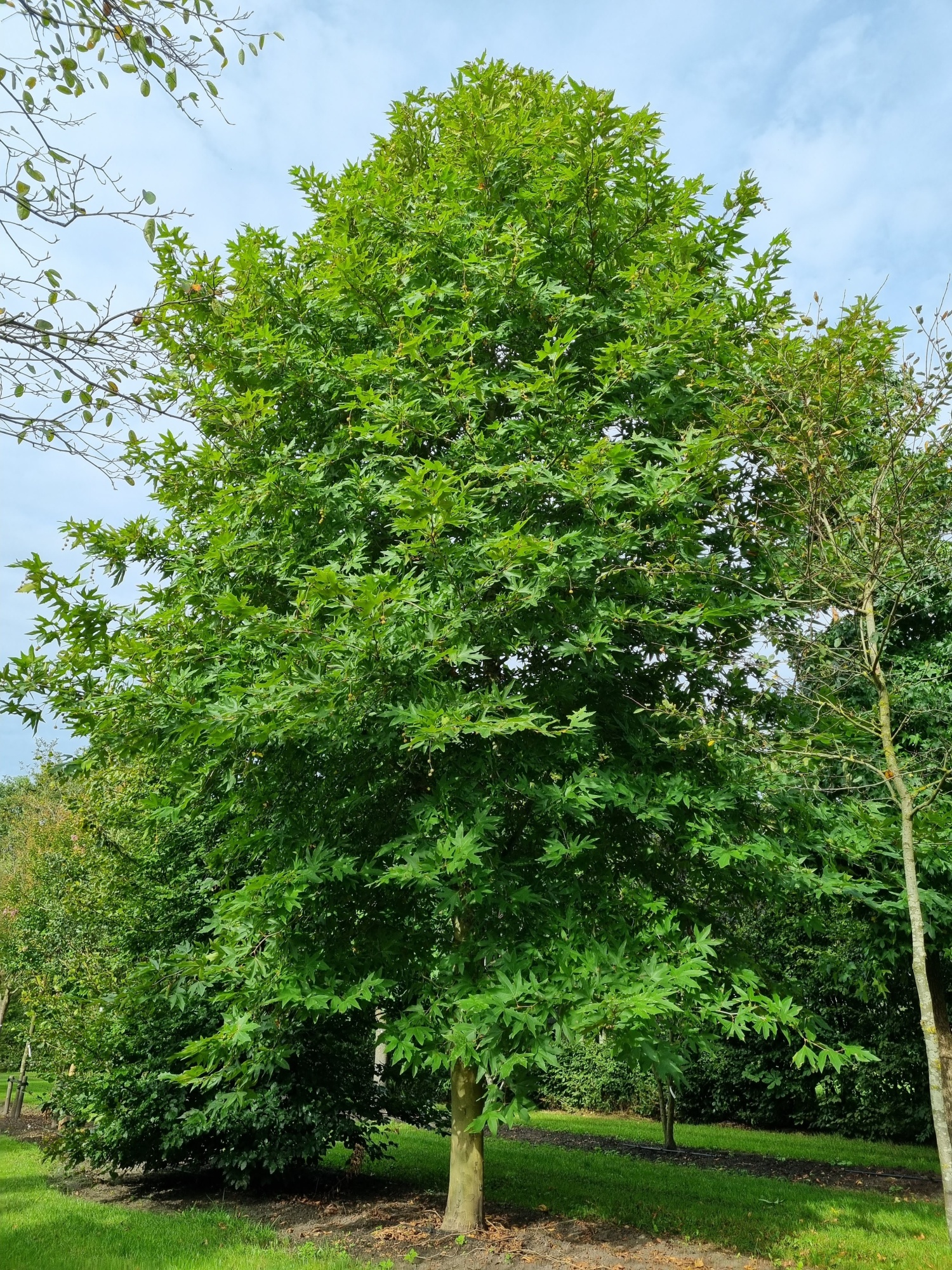 Oosterse plataan, Platanus orientalis kopen