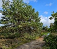 Grove Den, Pinus sylvestris kopen