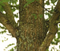 Valse Acacia 'Bessoniana', Robinia pseudoacacia 'Bessoniana' kopen