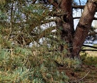 Grove Den, Pinus sylvestris kopen