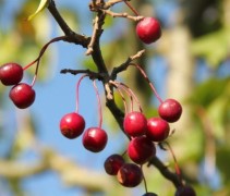 Sierappel 'Mokum', Malus 'Mokum' kopen