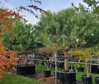 Parasolden, Pinus pinea kopen