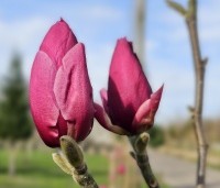 Magnolia 'Emperor', Magnolia 'Emperor' kopen