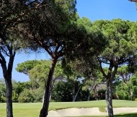 Parasolden, Pinus pinea kopen