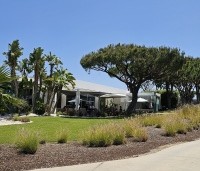 Parasolden, Pinus pinea kopen