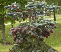 Blauwe Edelspar , Abies procera 'Glauca' kopen