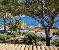 Parasolden, Pinus pinea kopen