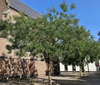 Honingboom, Sophora japonica (Styphnolobium japonicum) kopen
