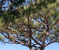 Parasolden, Pinus pinea kopen