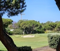 Parasolden, Pinus pinea kopen