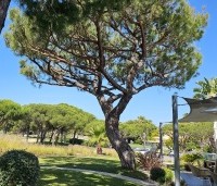 Parasolden, Pinus pinea kopen