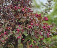 Sierappel 'Freja', Malus toringo 'Freja' kopen
