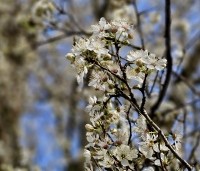 Sleedoorn, Prunus spinosa kopen