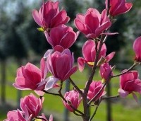 Magnolia 'Emperor', Magnolia 'Emperor' kopen