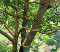 Kansenboom, Clerodendrum trichotomum kopen