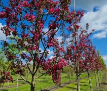 Sierappel 'Mokum', Malus 'Mokum' kopen