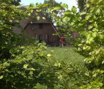 Gemengde hagen, kopen