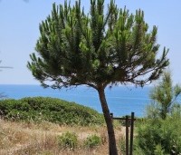 Parasolden, Pinus pinea kopen
