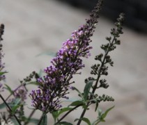 Vlinderstruik 'Buzz Violet', Buddleja davidii 'Buzz Violet' kopen