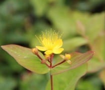 Hertshooi 'Rheingold', Hypericum x inodorum 'Rheingold' kopen