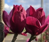 Magnolia 'Emperor', Magnolia 'Emperor' kopen