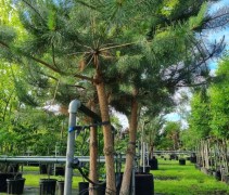 Grove Den, Pinus sylvestris kopen