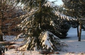 Sparren kopen? Bestel ze hier! | Ten Hoven Bomen