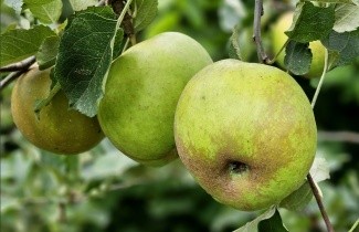 Appel 'Delcorf' , Malus domestica 'Delcorf' kopen