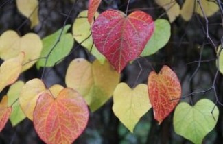 Divers assortiment treurvormen kopen