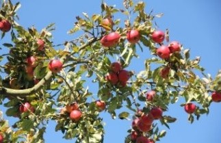 Appel 'Delcorf', Malus domestica 'Delcorf' kopen
