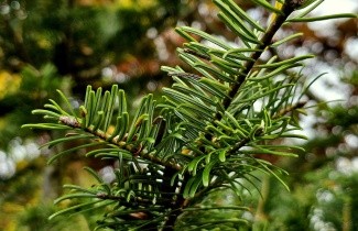 Sparren kopen? Bestel ze hier! | Ten Hoven Bomen