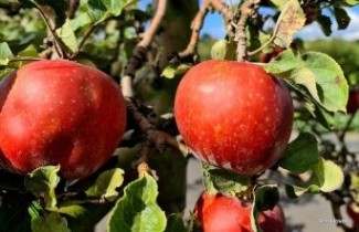 Appel 'Delcorf', Malus domestica 'Delcorf' kopen