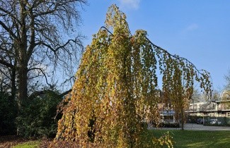 Divers assortiment treurvormen kopen