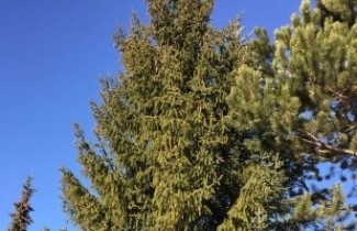 Sparren kopen? Bestel ze hier! | Ten Hoven Bomen