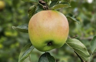 Appel 'Delcorf', Malus domestica 'Delcorf' kopen