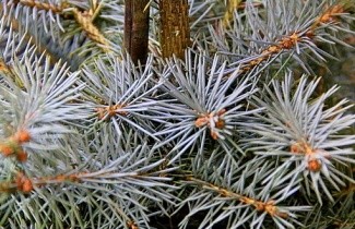 Sparren kopen? Bestel ze hier! | Ten Hoven Bomen